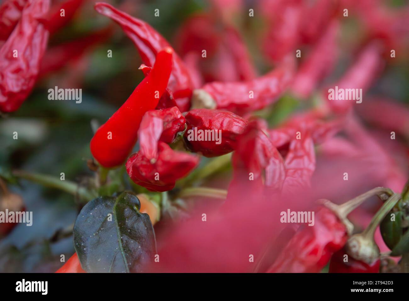 Farmers harvest red peppers hi-res stock photography and images - Alamy
