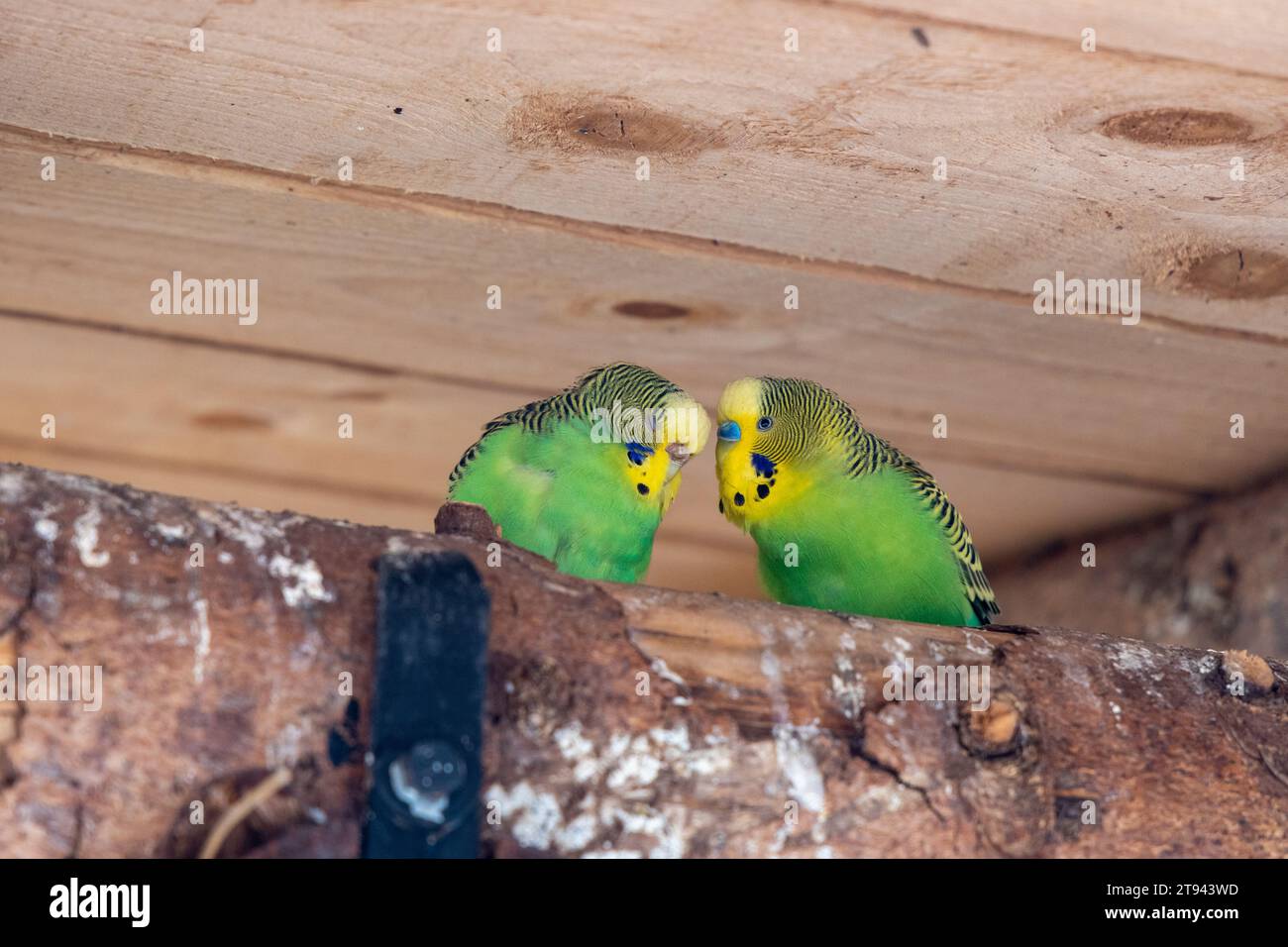 Budgies eat and cuddle in a small animal park Stock Photo - Alamy