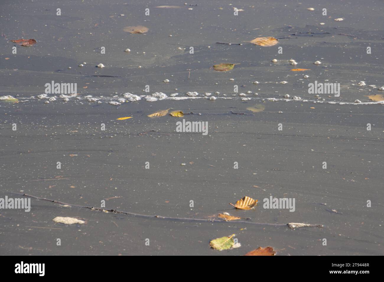 Dirt and foam floating on the water surface of a pond Stock Photo - Alamy