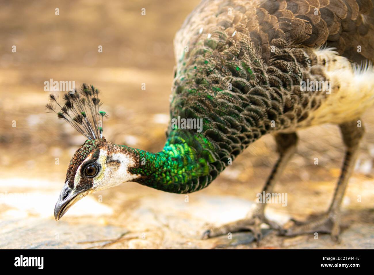 Portrait of a beautiful female peacock in the farm yard, brown ...