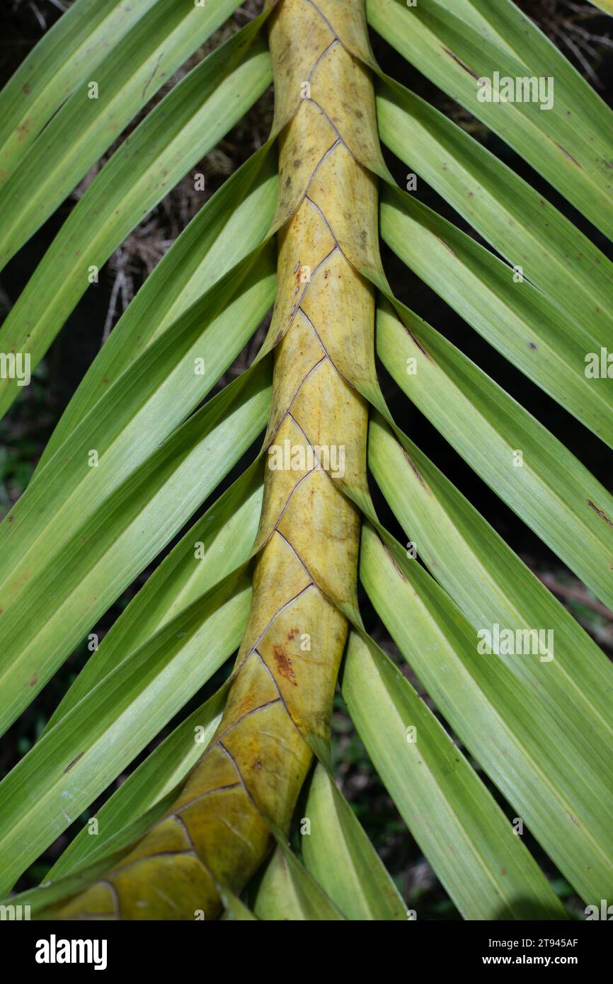 thick stem with long leaves of a green tropical plant. Vertical ...