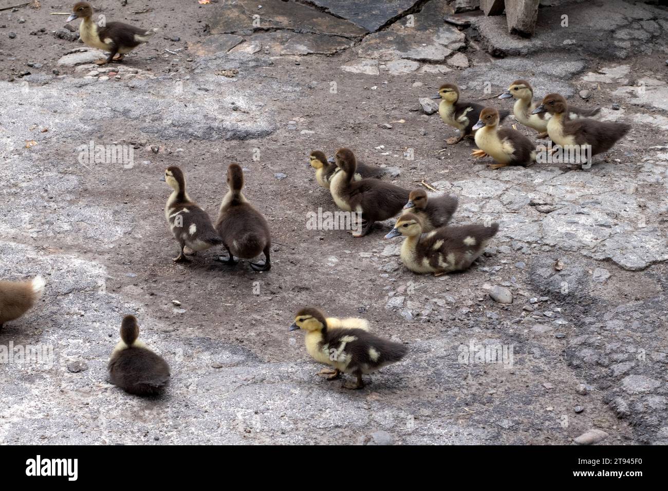 Yellow and brown domestic ducklings in rural yard. young domestic ...