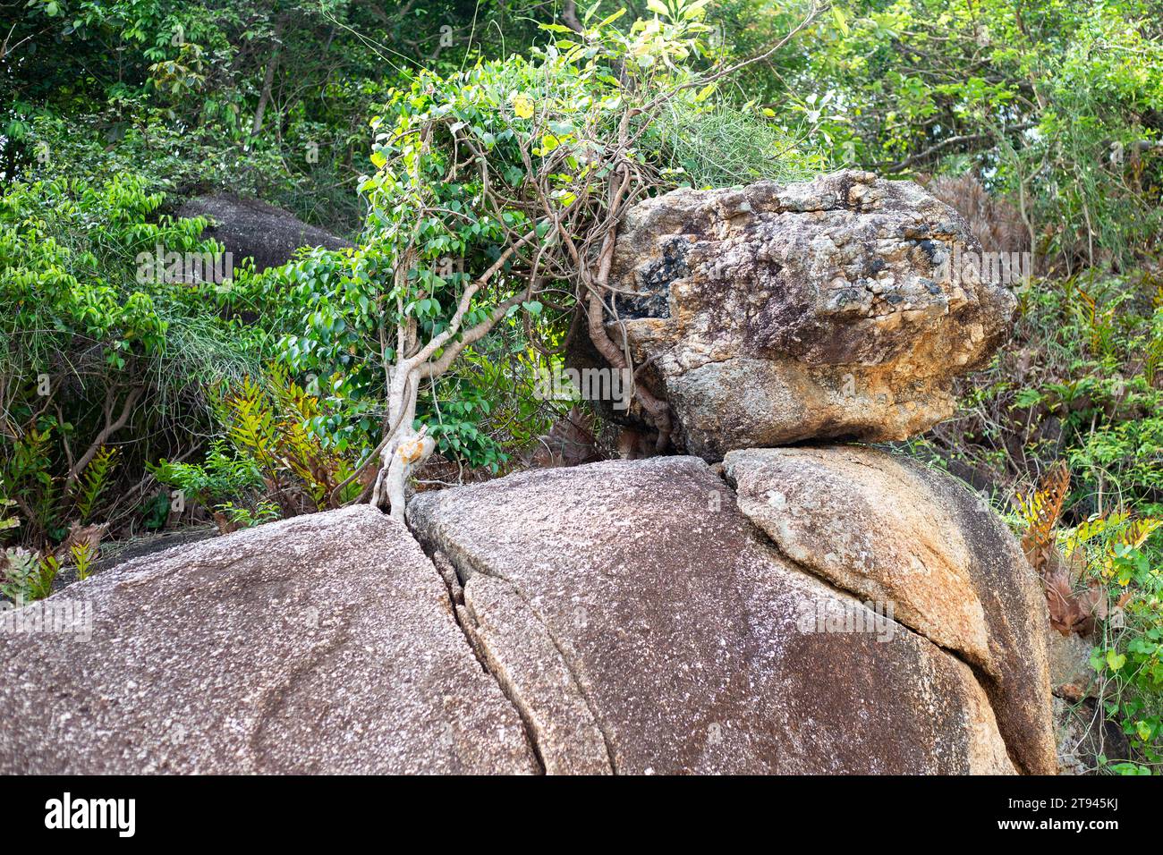 Tree trunk growing into a stone wall hi-res stock photography and ...