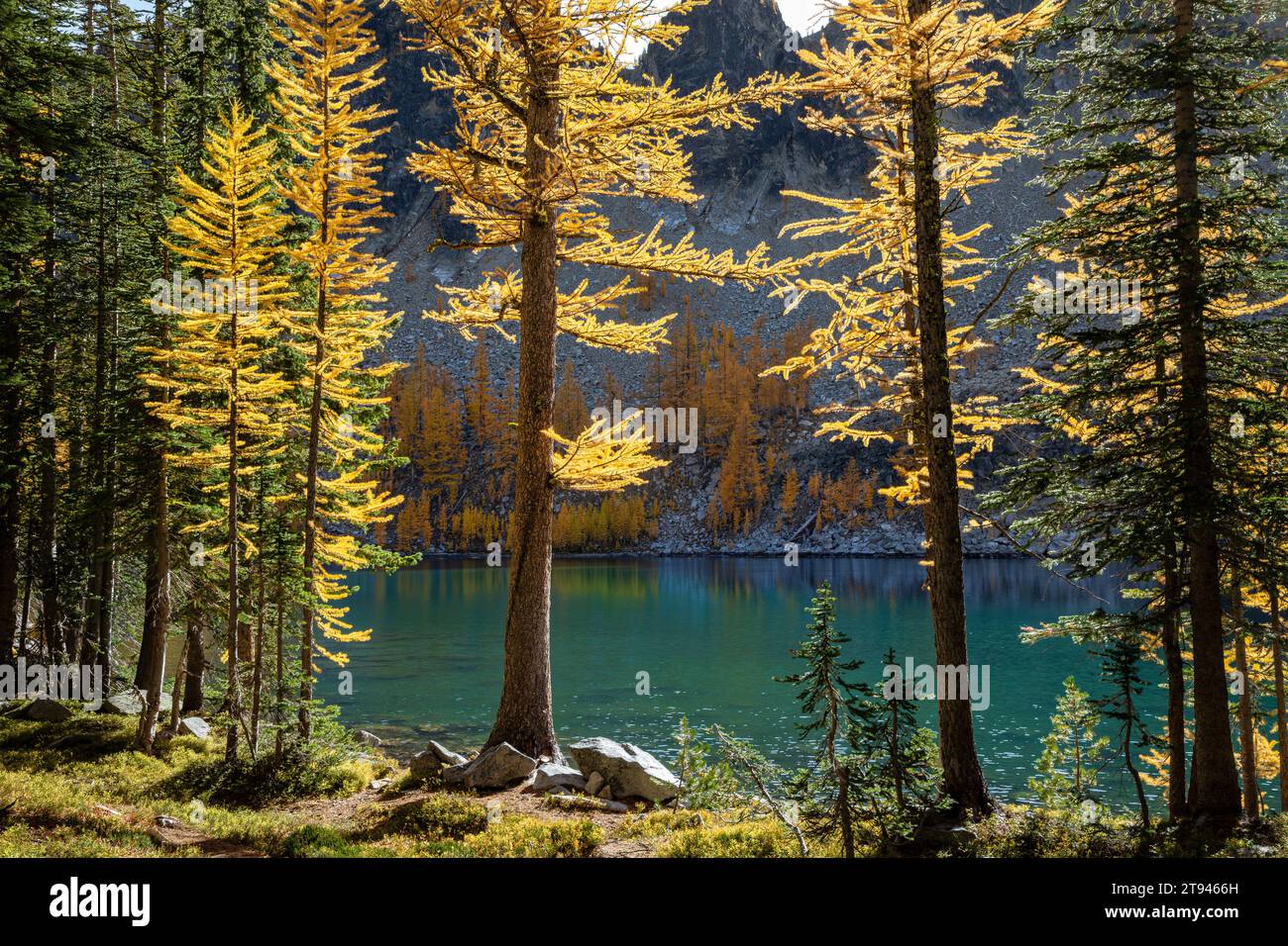 WA23721-00...WASHINGTON - Larch trees in the fall at Upper Eagle Lake ...