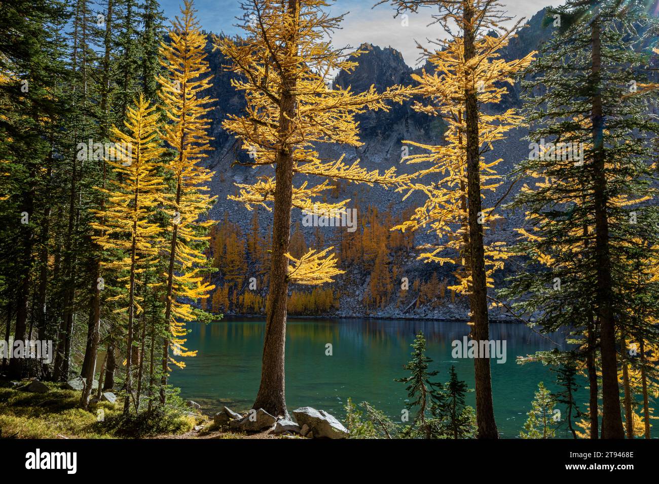 WA23722-00...WASHINGTON - Larch trees in the fall at Upper Eagle Lake ...