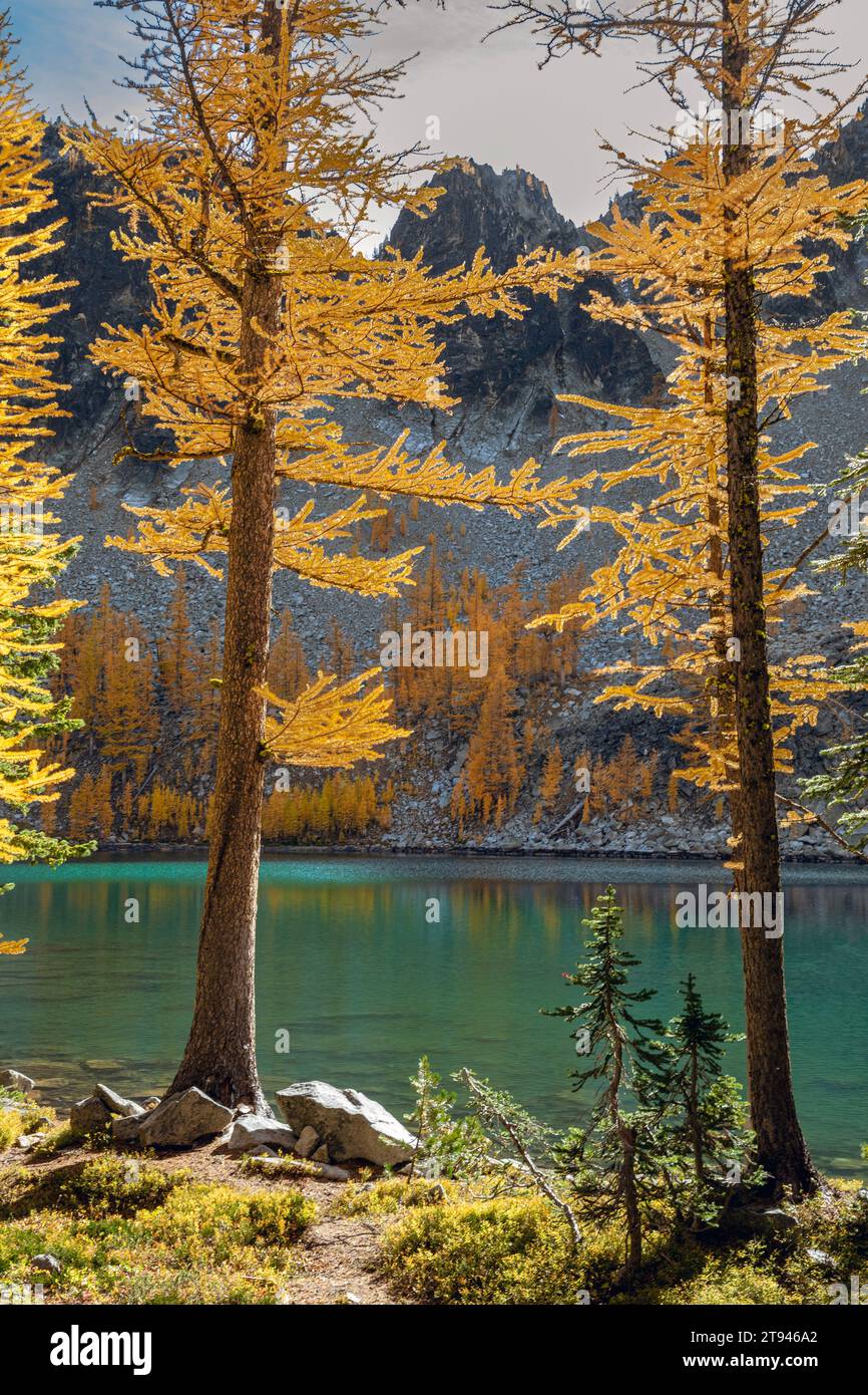 WA23724-00...WASHINGTON - Larch trees in the fall at Upper Eagle Lake ...