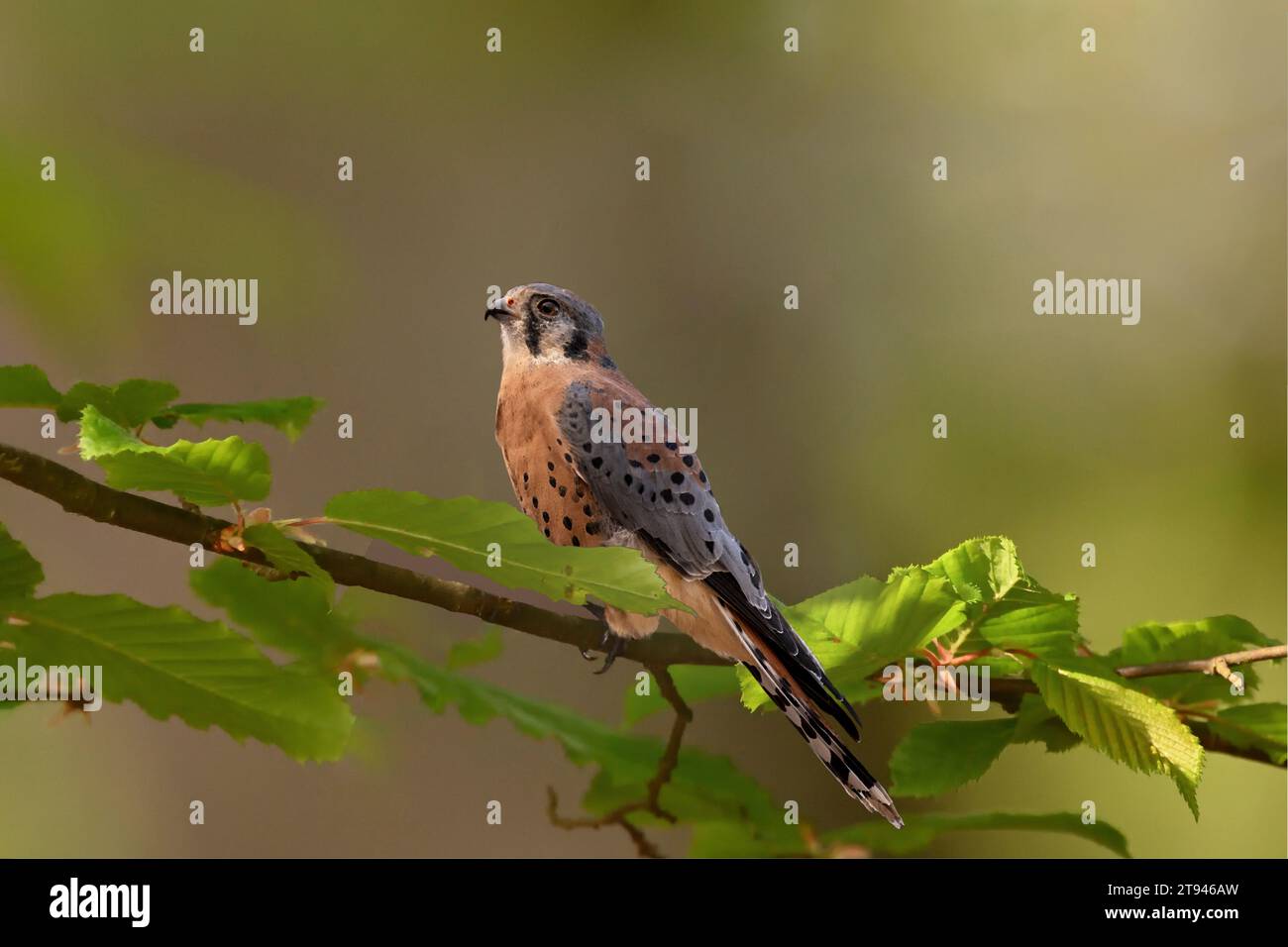 Common kestrel (Falco tinnunculus), a bird of prey belonging to the ...
