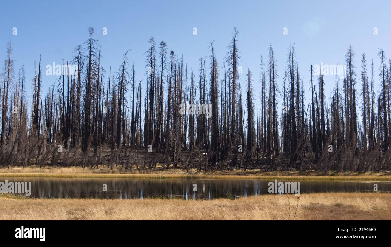 Dixie Wildfire Devastation in Lassen Volcanic National Park, California ...