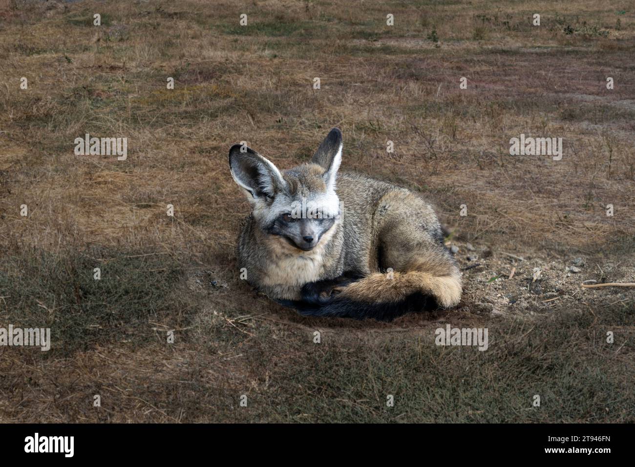 African savanna fox hi-res stock photography and images - Alamy