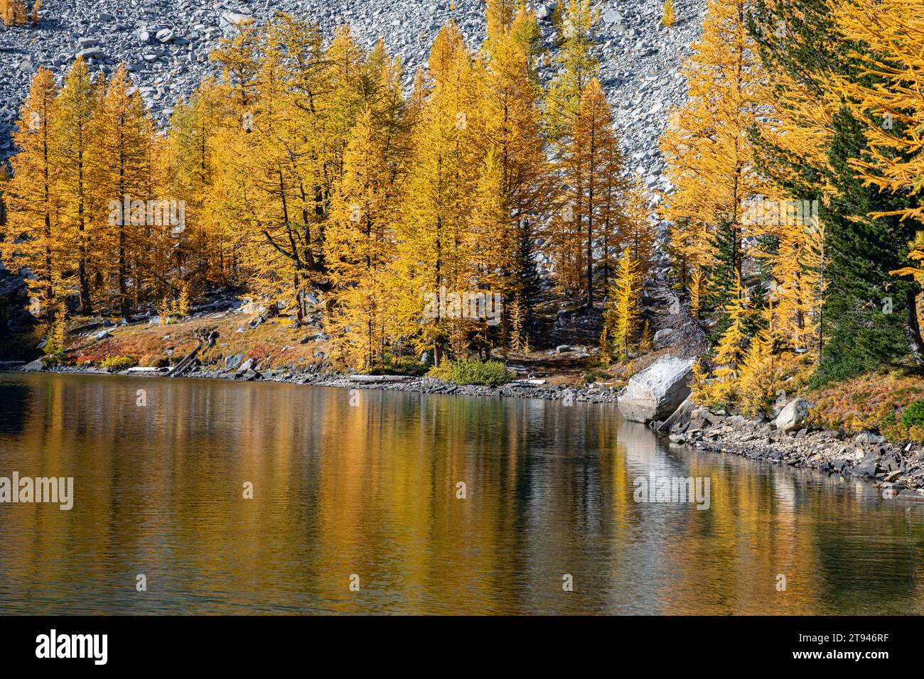 WA23730-00...WASHINGTON - Larch trees in fall color along the shore of ...