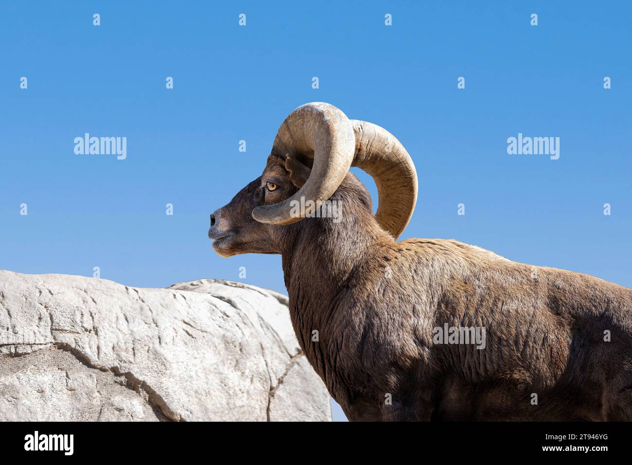 Male bighorn sheep (Ovis canadensis)[6]. a species native to North ...