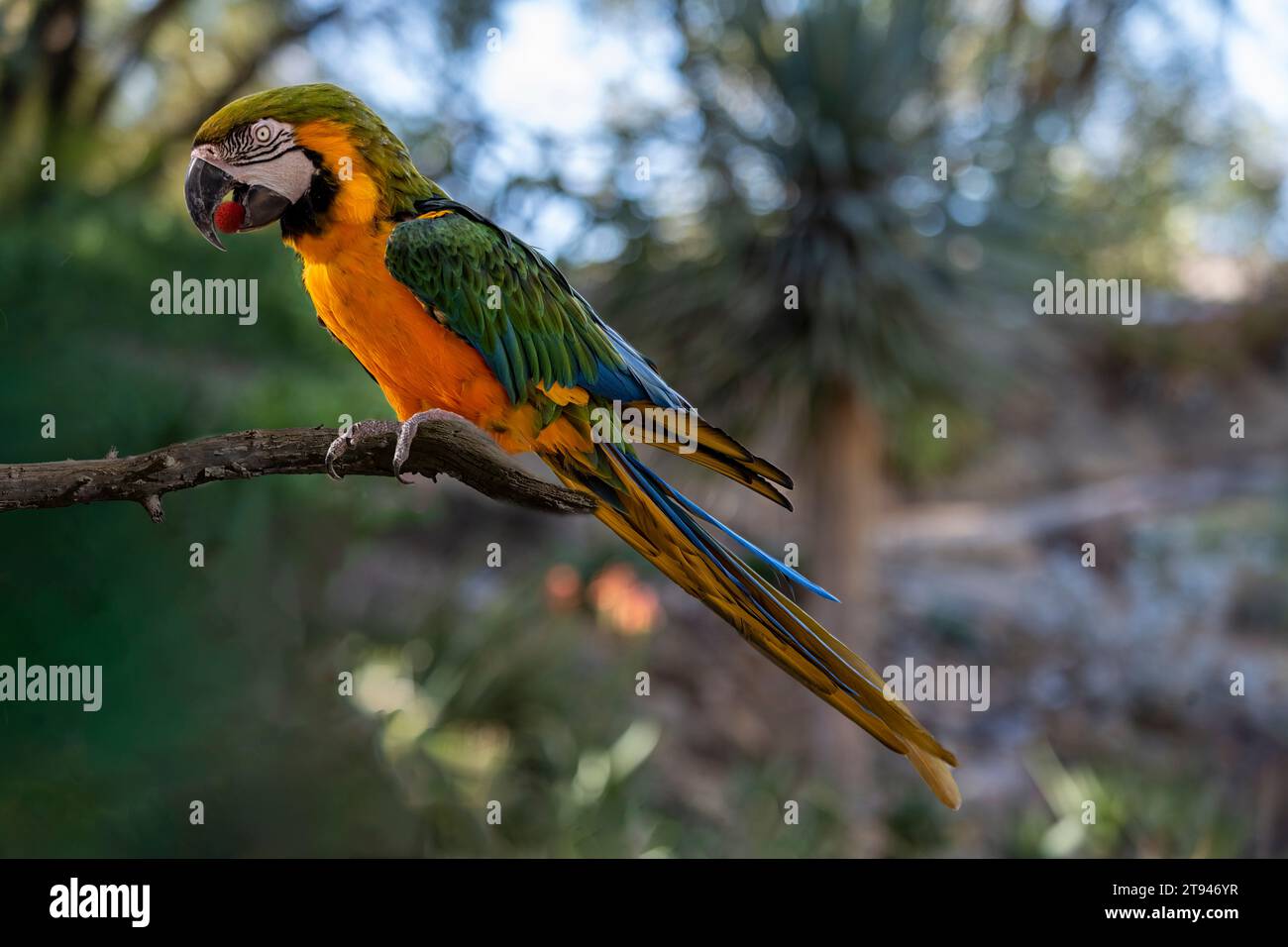 Blue-throated macaw bird (Ara glaucogularis). Green and orange macaw ...