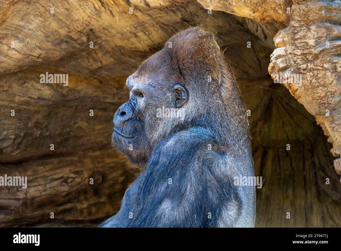 Closeup profile portrait of a western lowland silverback gorilla ...