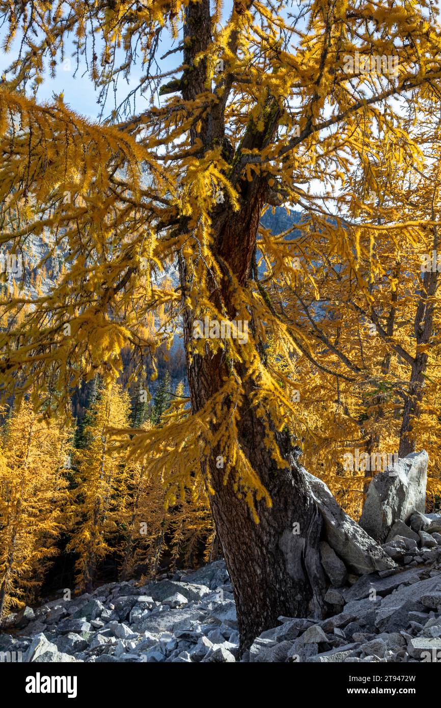 WA23731-00...WASHINGTON - Old, venerable, larch tree on the Golden ...