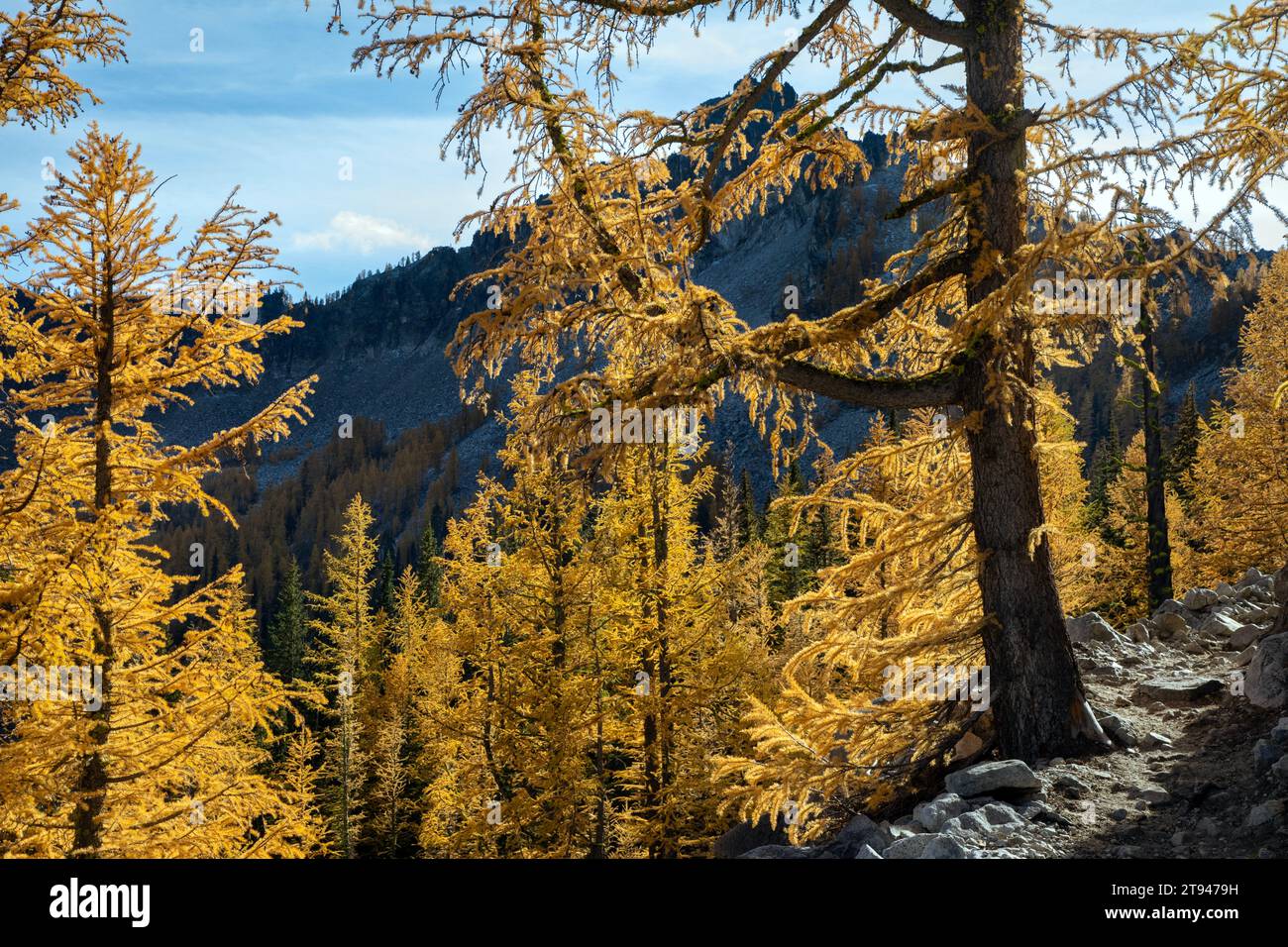 WA23732-00...WASHINGTON - Larch trees in fall color growing along the ...
