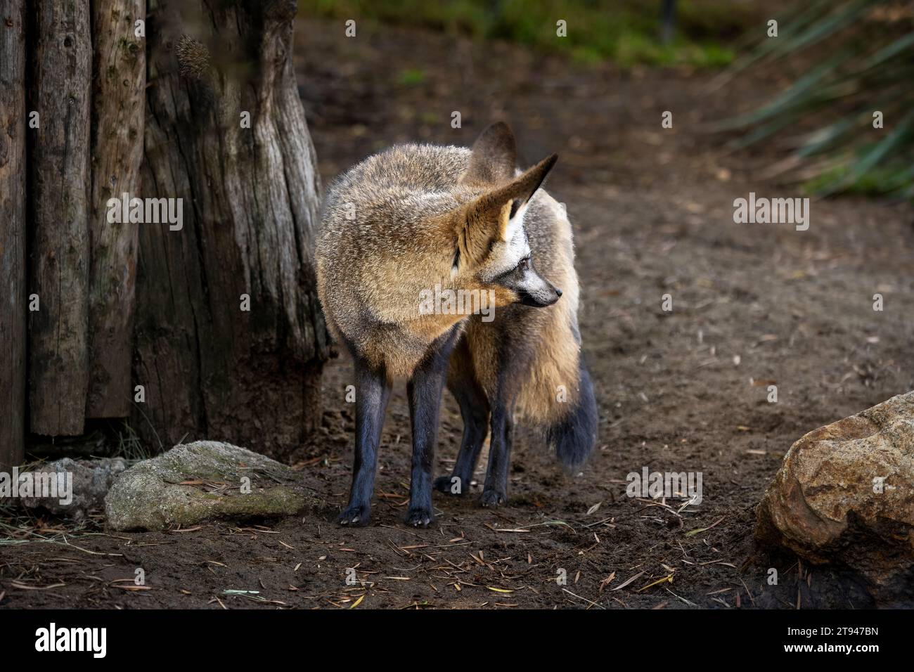 African savanna fox hi-res stock photography and images - Alamy