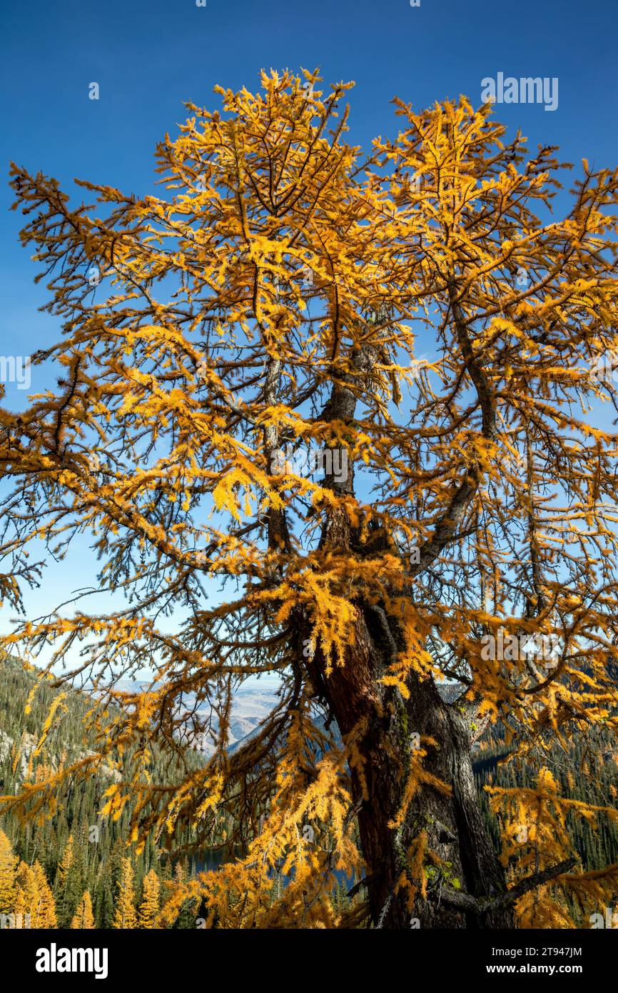 WA23734-00...WASHINGTON - Old larch tree in full fall color viewed on ...
