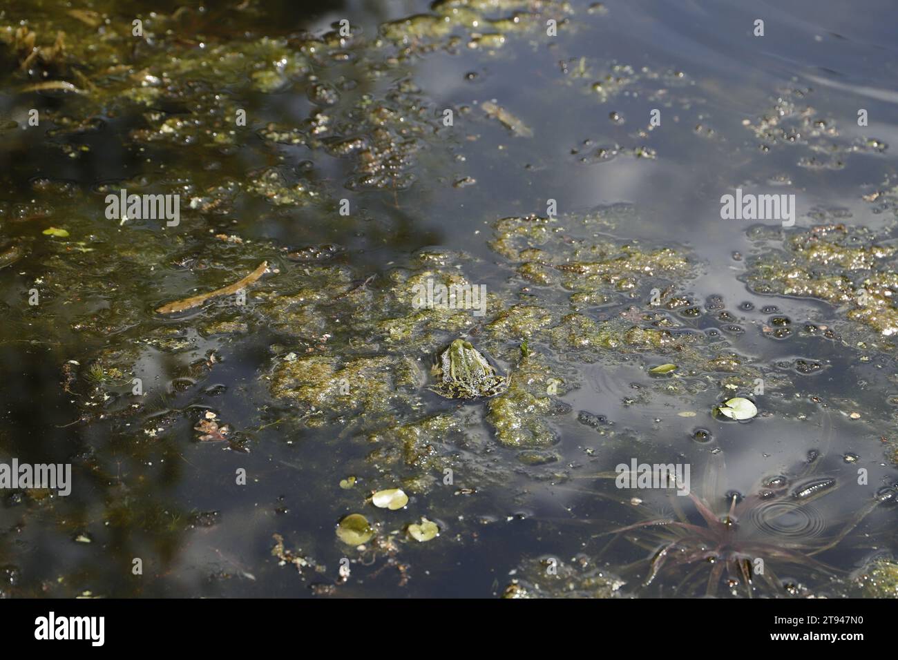 Croaking frog in a pond Stock Photo - Alamy
