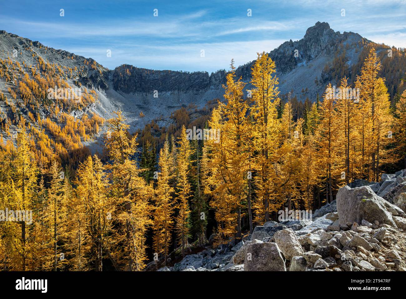 WA23735-00...WASHINGTON - Fall colored larch trees in the Sawtooth ...