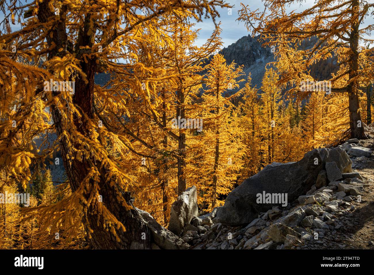 WA23736-00...WASHINGTON - Larch trees displaying bright fall colors ...