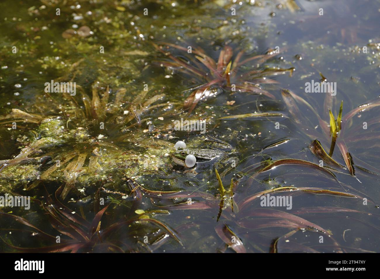 Croaking frog in a pond Stock Photo - Alamy