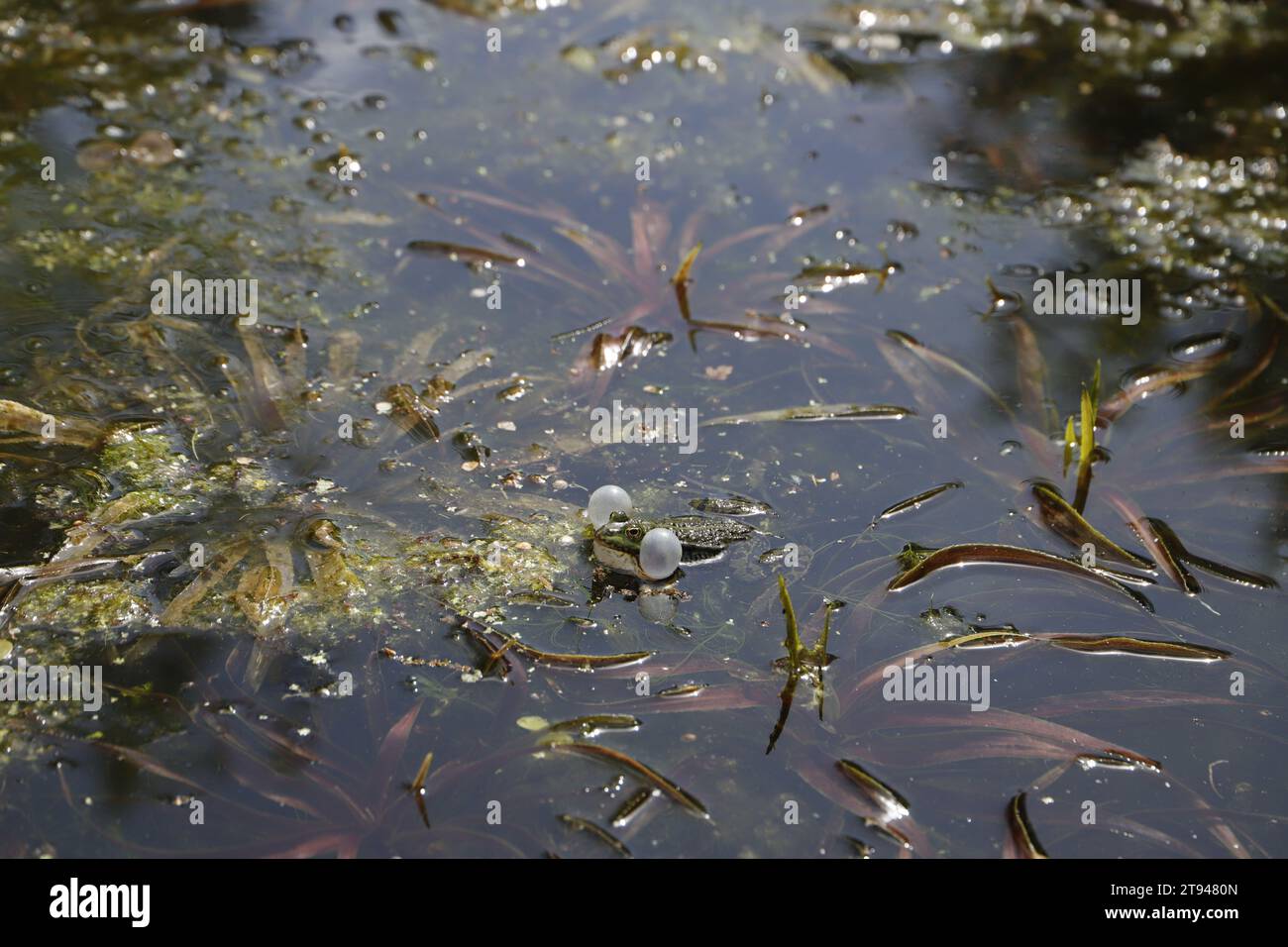 Croaking frog in a pond Stock Photo - Alamy