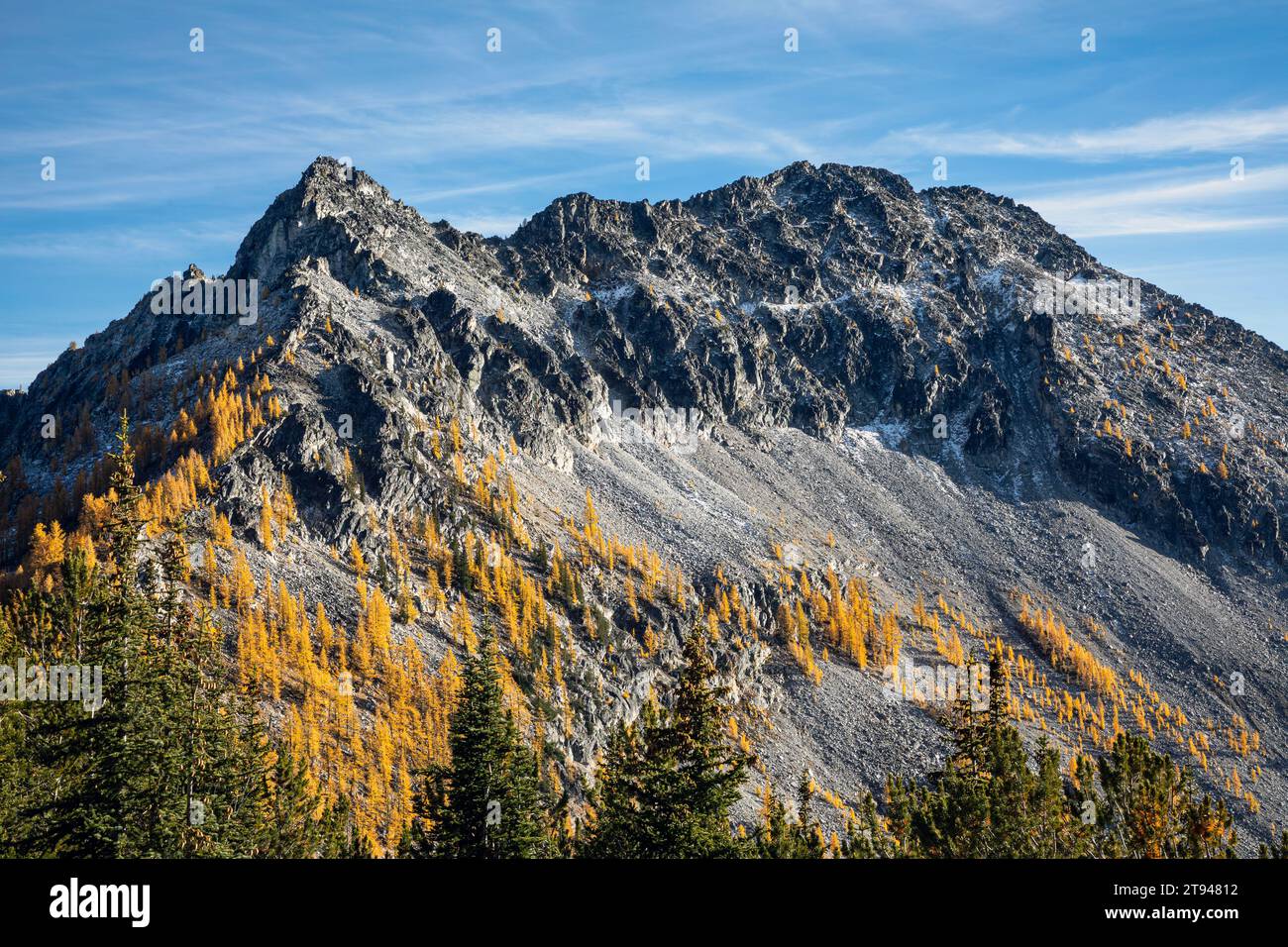 WA23738-00...WASHINGTON - Larch trees in brilliant fall color on the ...