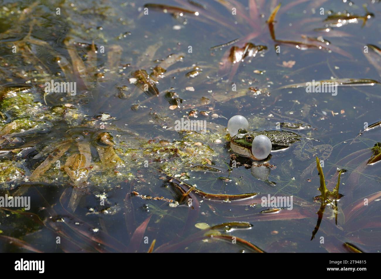Croaking frog in a pond Stock Photo - Alamy