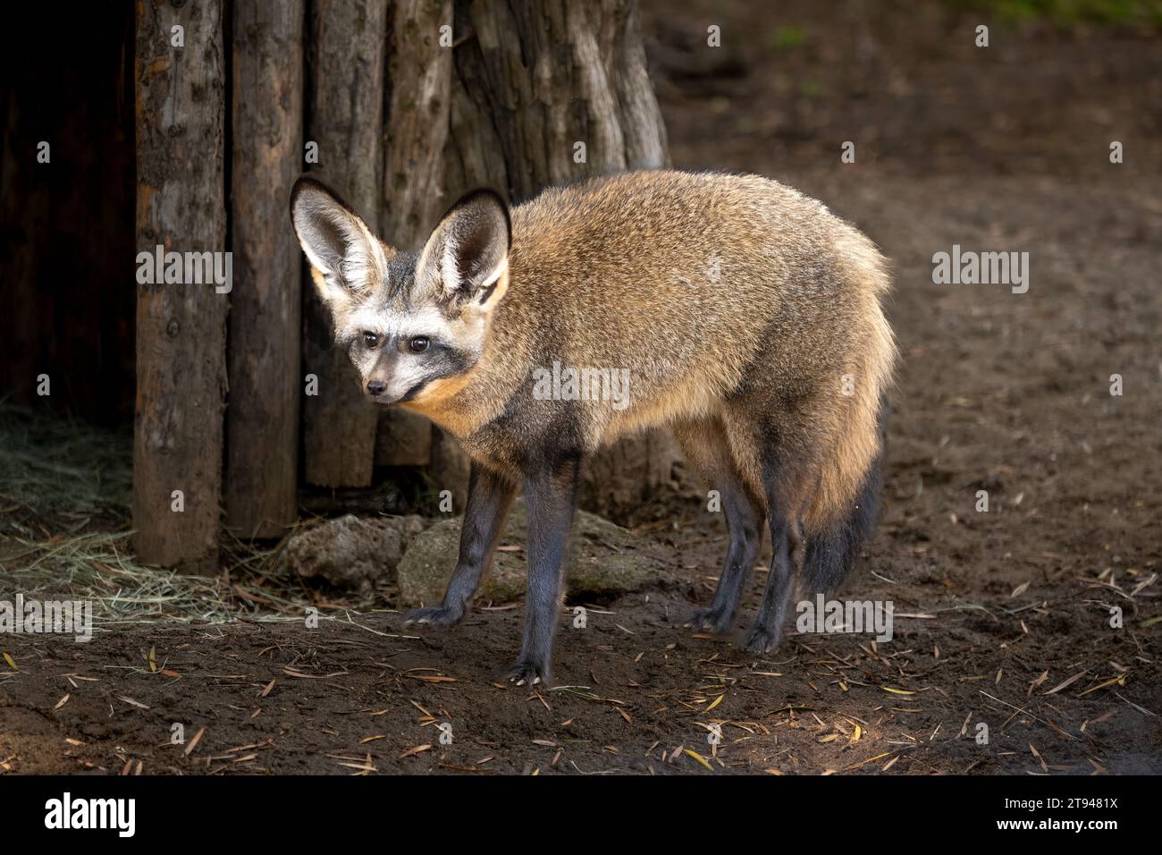 Bat-eared Fox (Otocyon megalotis), found in southern Africa. These foxes find food underground ...