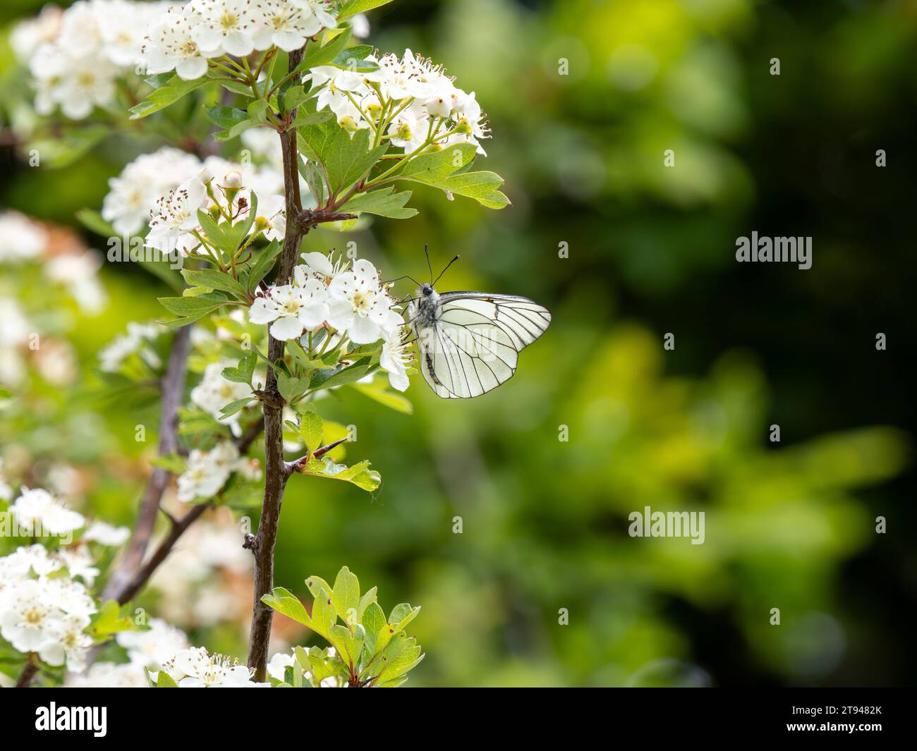 A Black-veined White Butterfly. It went extinct in the Uk in 1925. This ...