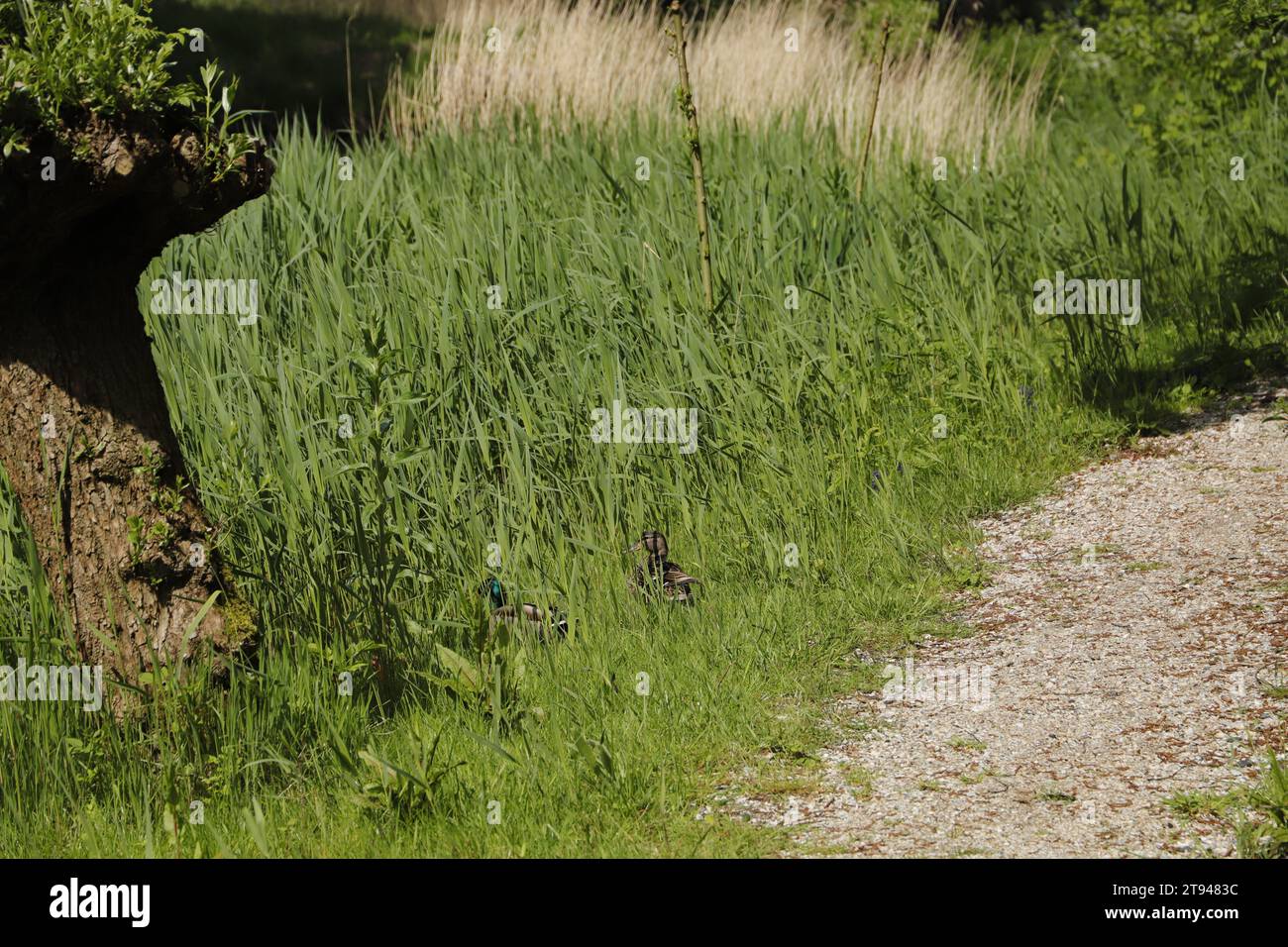 Beautiful dutch landscape with willow trees, canals, reeds and lots of ...