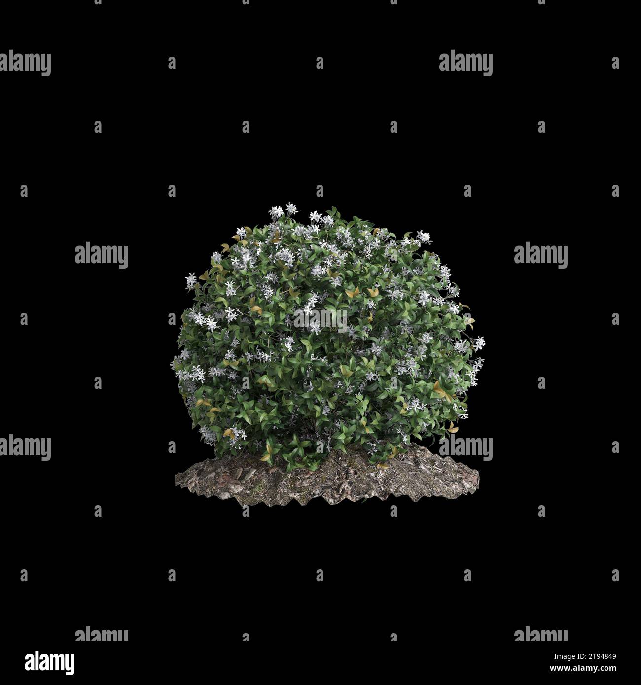 3d illustration of Daphne odora tree isolated on white background Stock ...