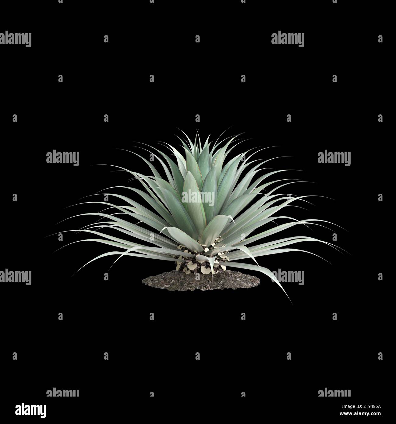 3d illustration of Agave Tequilana tree isolated on black background ...