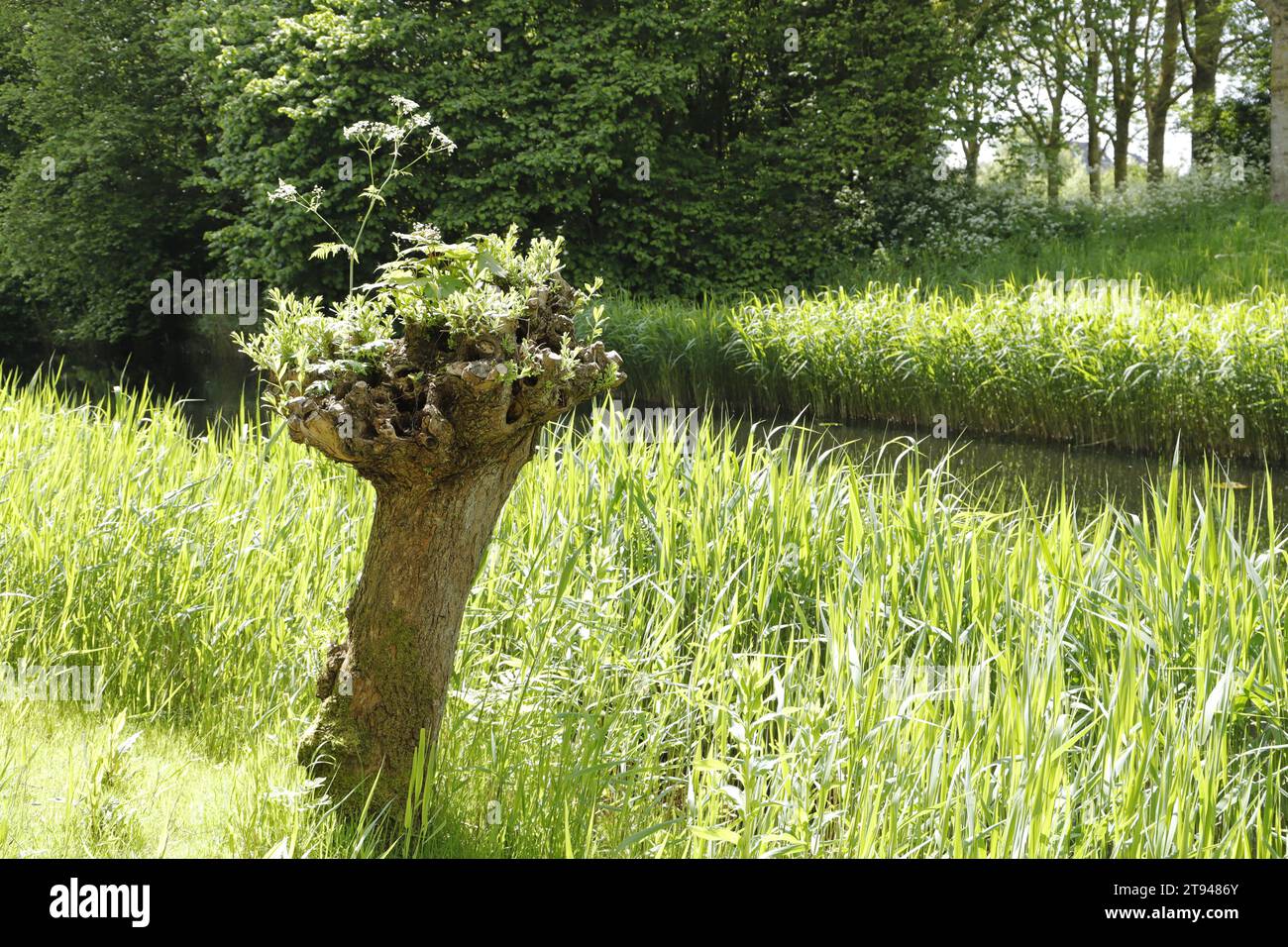 Beautiful dutch landscape with willow trees, canals, reeds and lots of ...