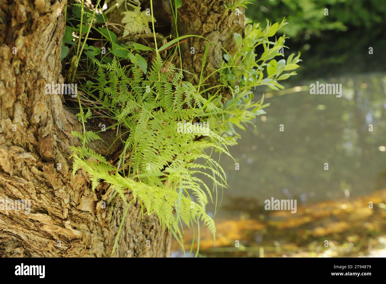 Fern grows in a tree trunk along a canal Stock Photo - Alamy