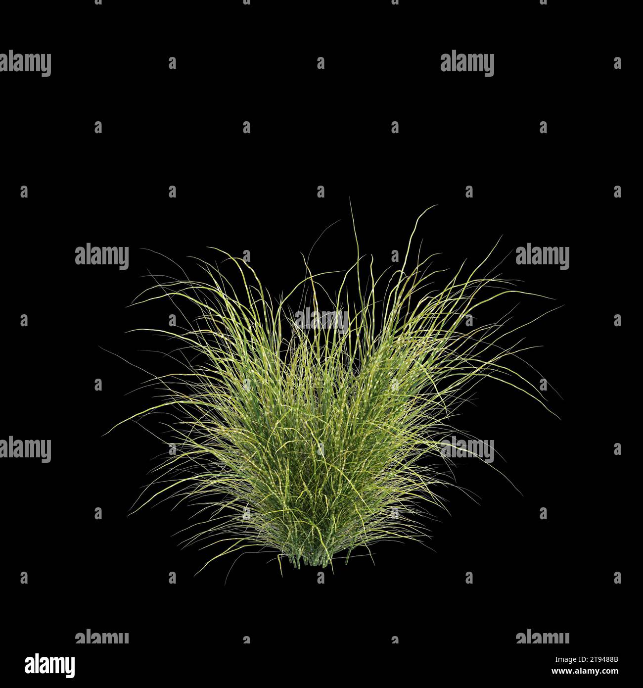 3d illustration of Zebrinus grass isolated on black background Stock ...