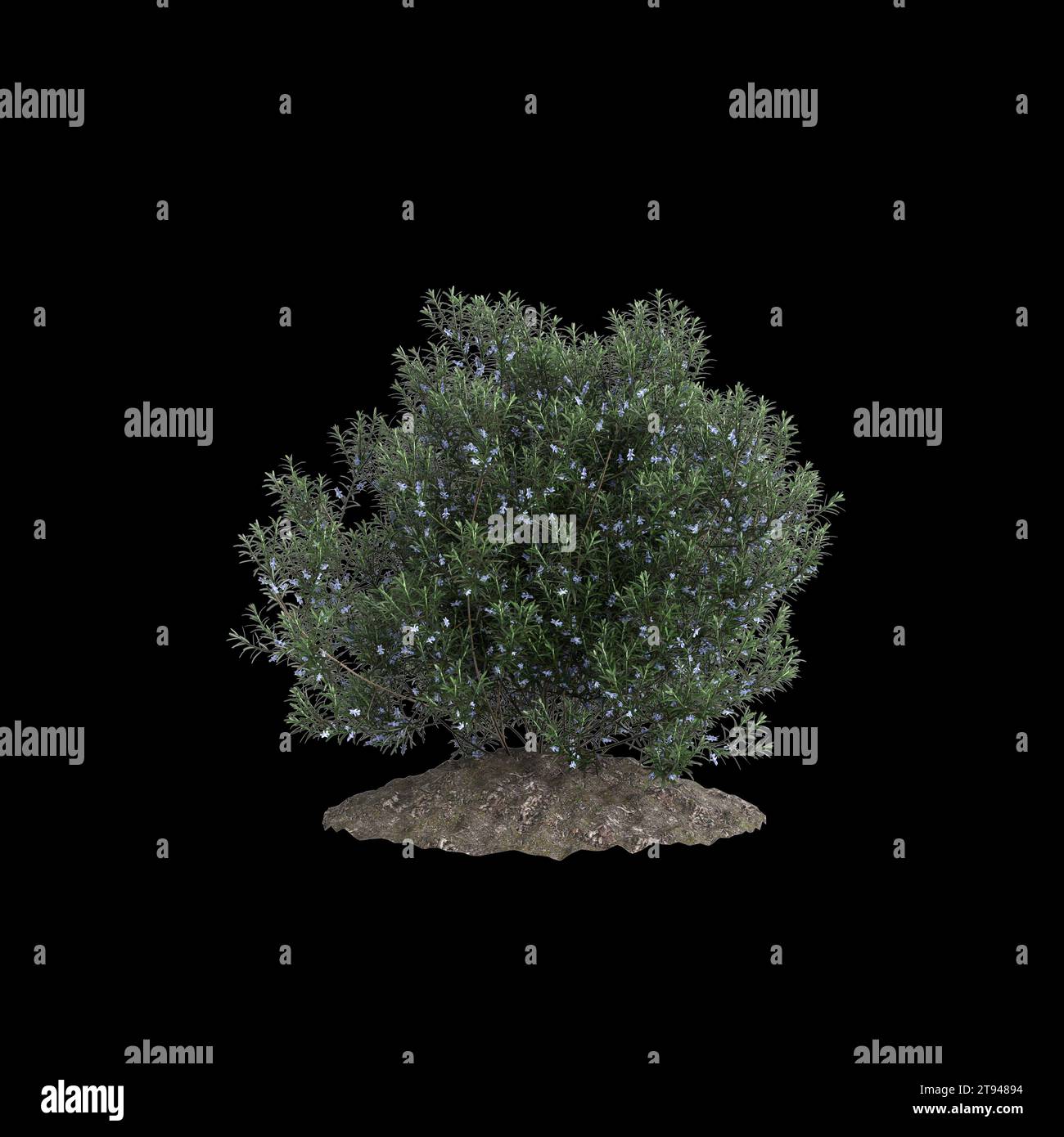 3d illustration of Rosmarinus Officinalis tree isolated on black ...