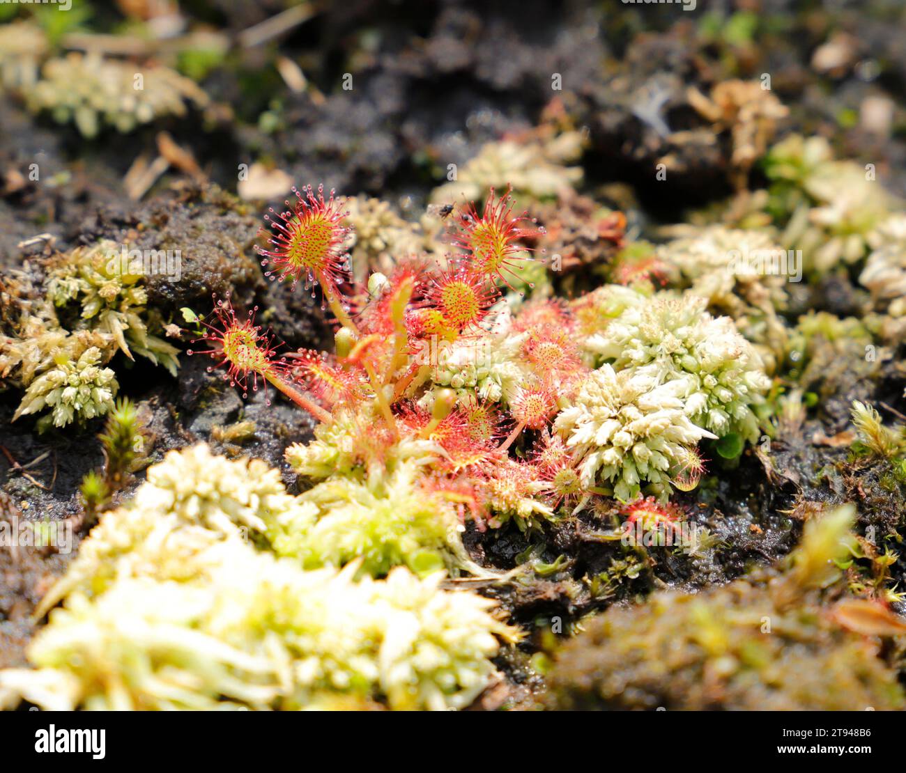Sundew a carnivorous plant also called drosera rotundifolia, it catches ...