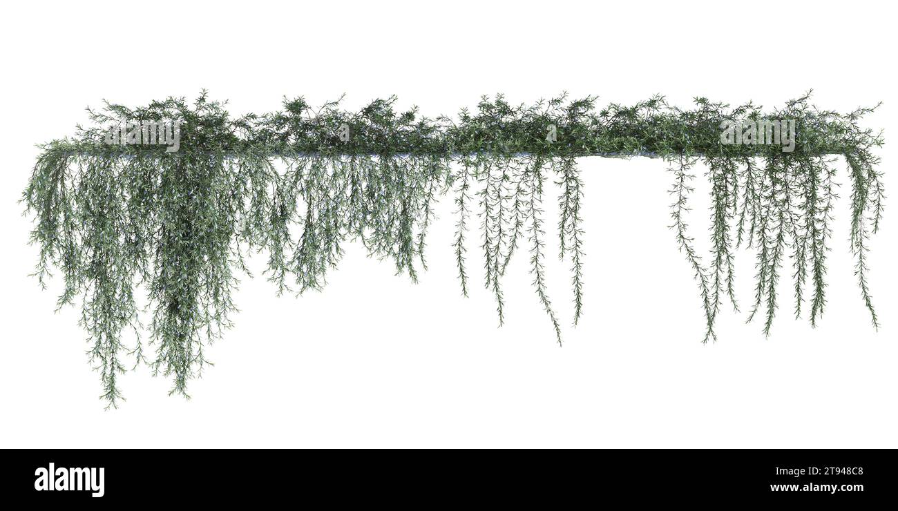 3d illustration of Creeping Rosemary hanging isolated on white ...