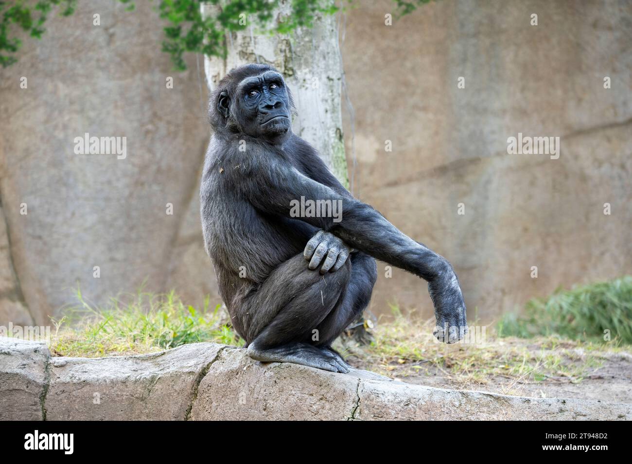Seven month old female gorilla sitting and looking up Stock Photo - Alamy
