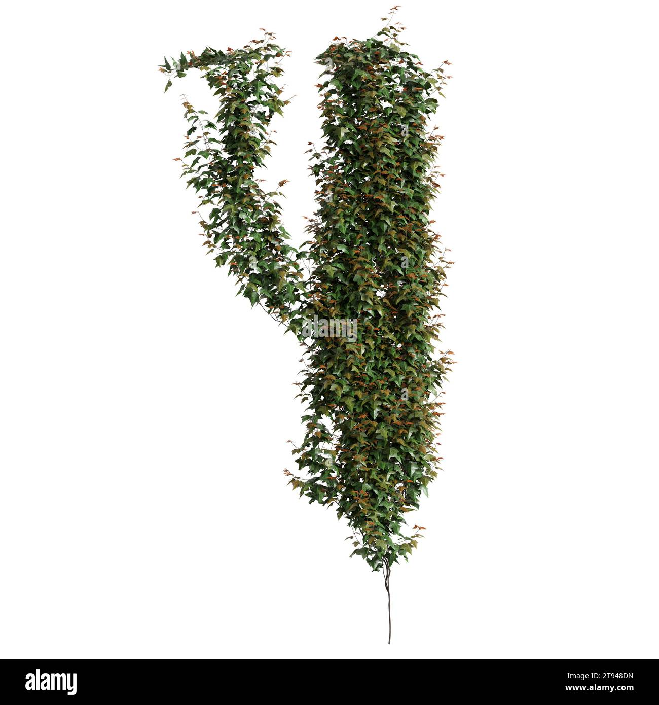 3d illustration of Hedera Helix ivy isolated on white background Stock ...