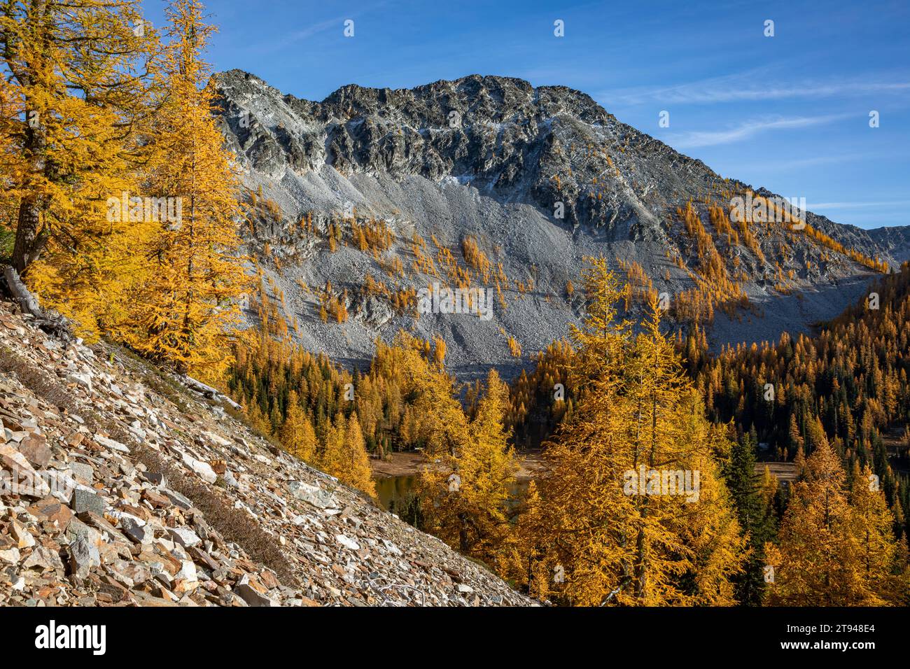 WA23746-00...WASHINGTON - Larch surrounding Boiling Lake and on the ...
