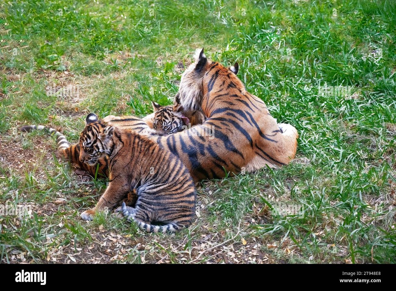Baby tigers hi-res stock photography and images - Alamy