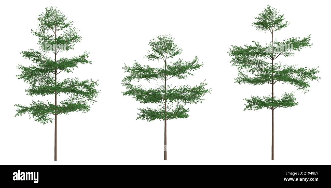 3d illustration of set Terminalia mantaly tree isolated on white ...