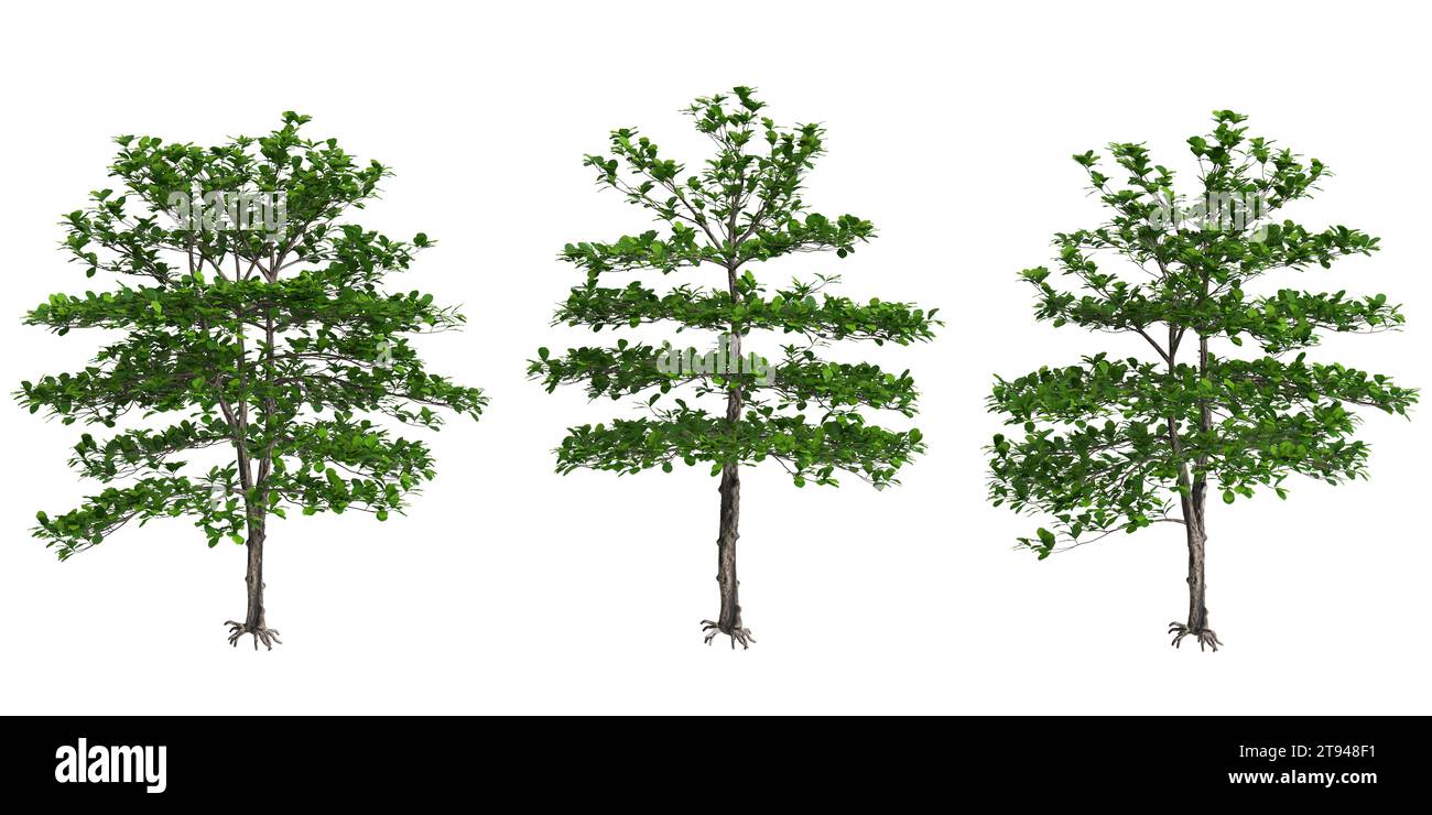 3d illustration of set Terminalia catappa tree isolated on white ...