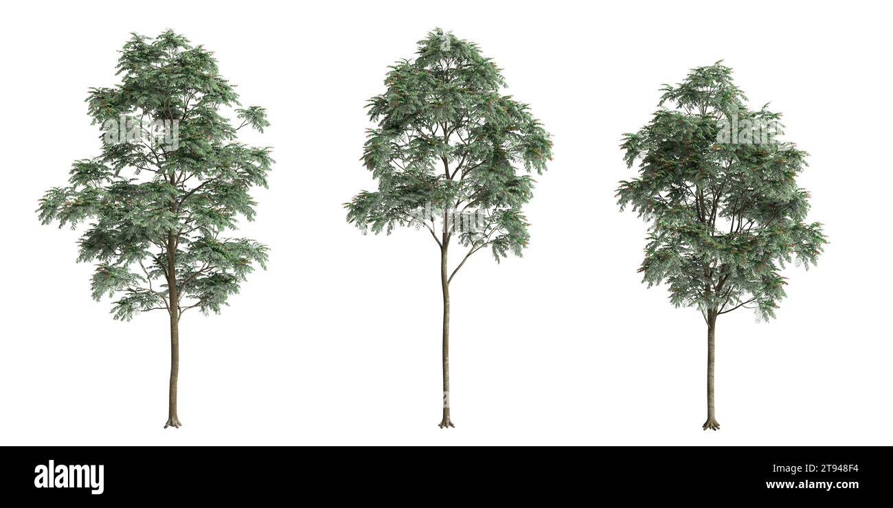 3d illustration of set Chukrasia tabularis tree isolated on white ...