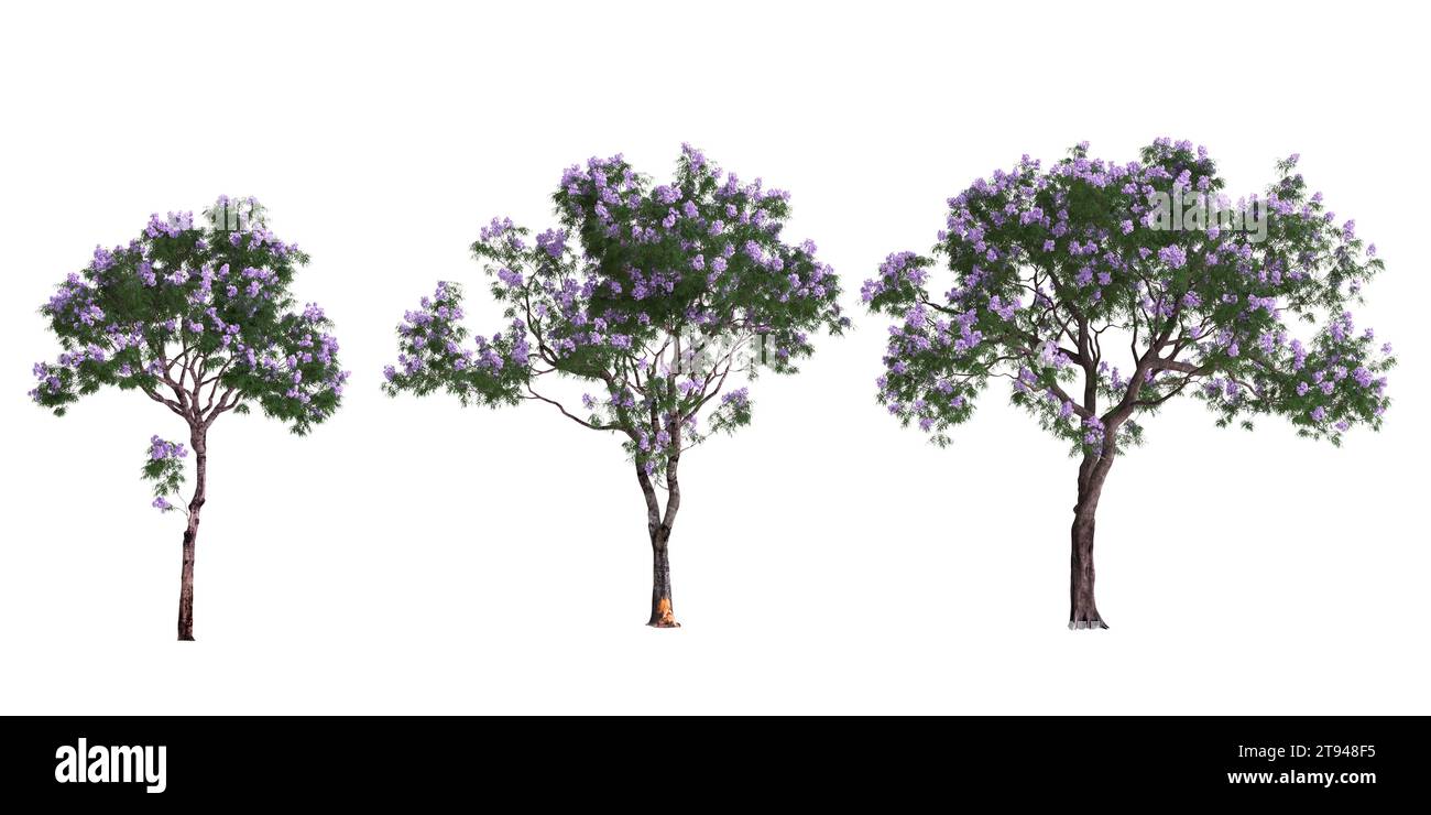 3d illustration of set Jacaranda tree isolated on white background ...