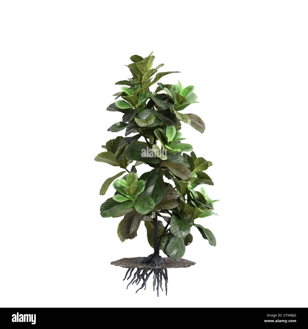 3d illustration of Ficus lyrata tree isolated on white background Stock ...