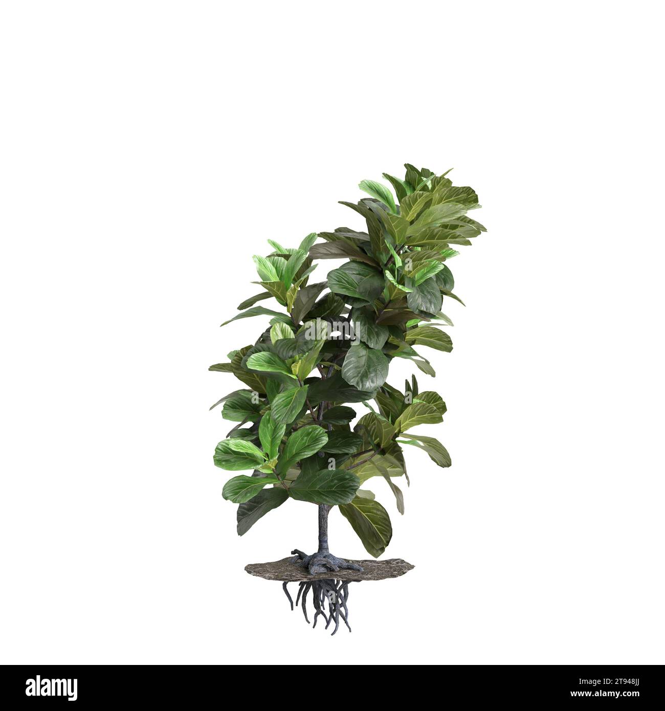 3d illustration of Ficus lyrata tree isolated on white background Stock ...