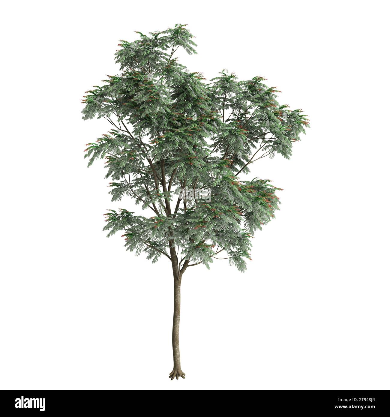 3d illustration of Chukrasia tabularis tree isolated on white ...